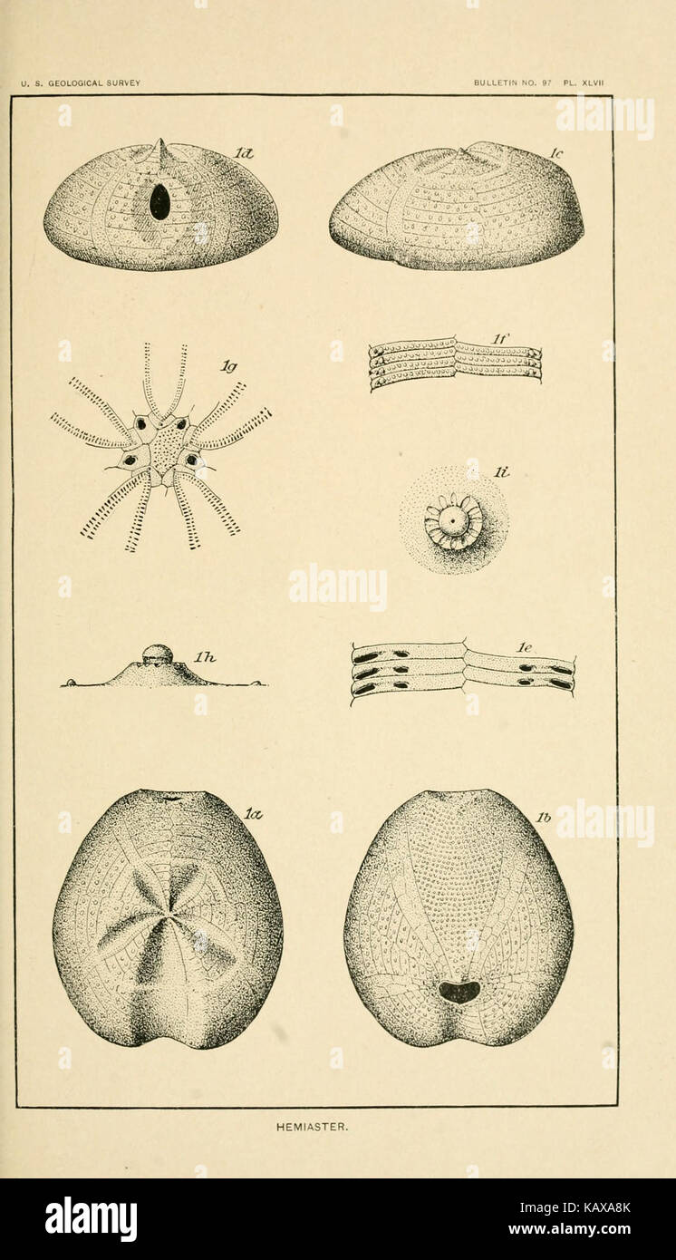 Classification of echinoderms hi-res stock photography and images - Alamy