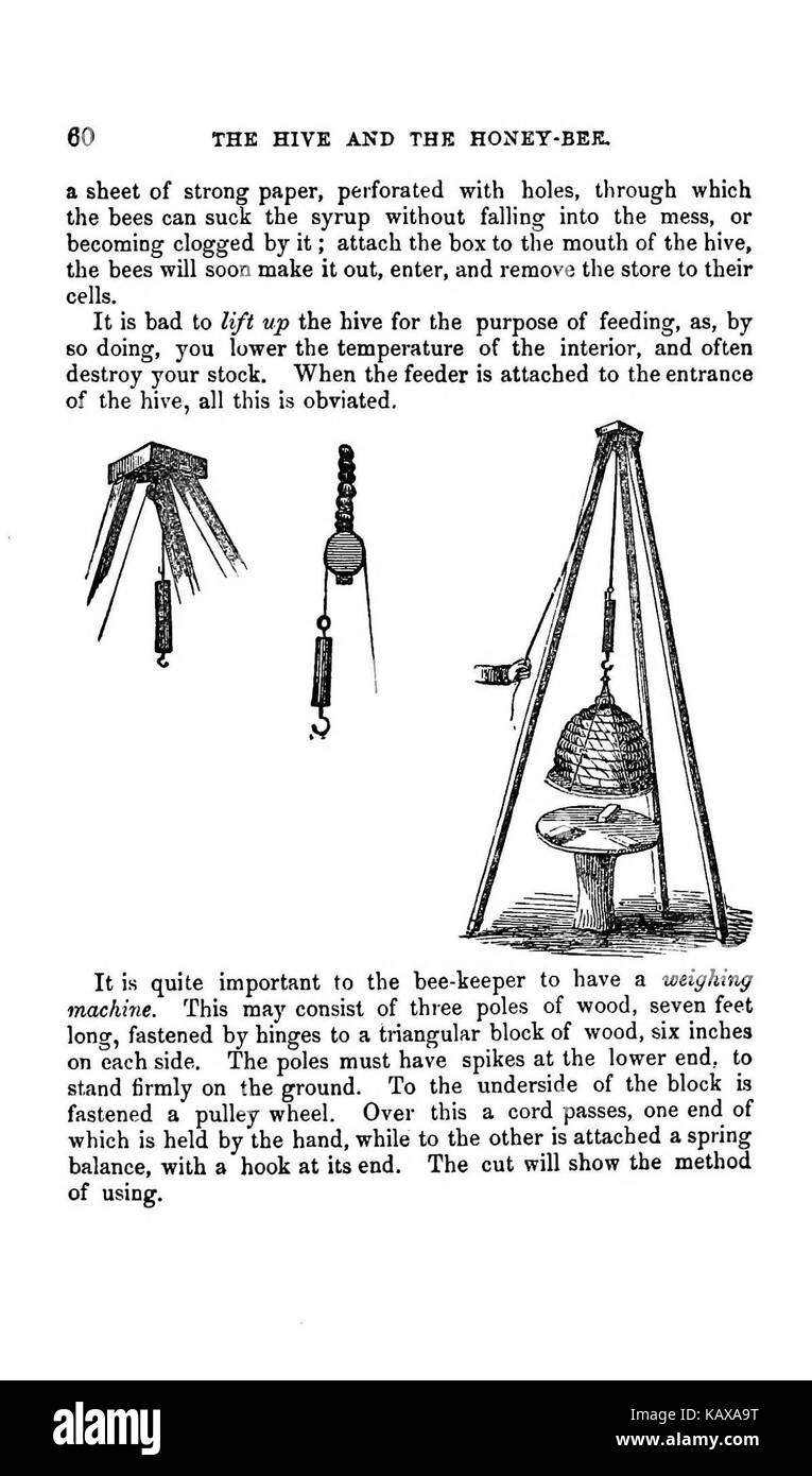 Bee maintenance Cut Out Stock Images & Pictures - Alamy