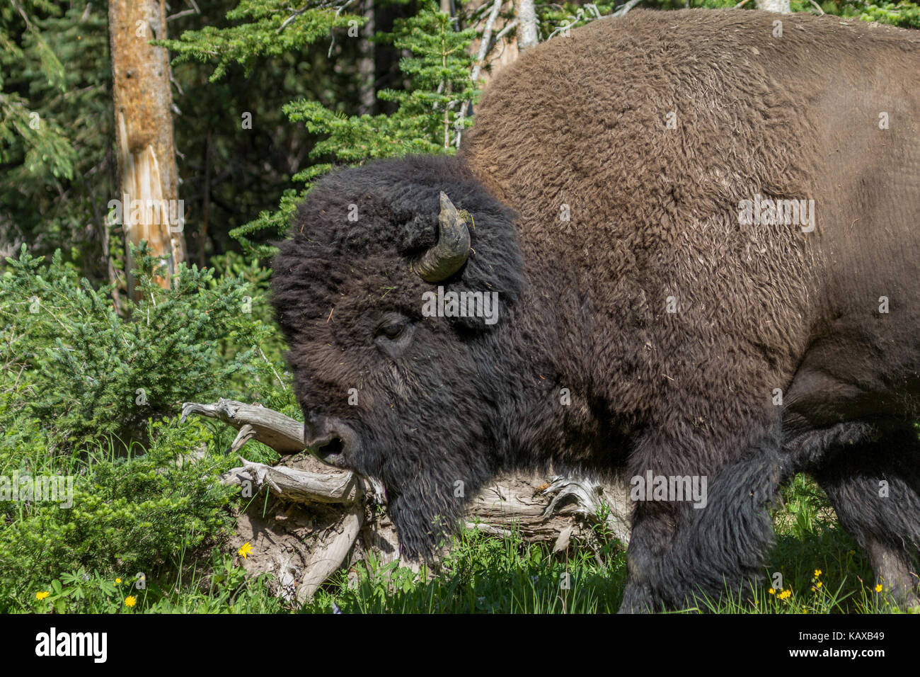 American Bison (Buffalo) in Yellowstone National Park, Wyoming, USA ...