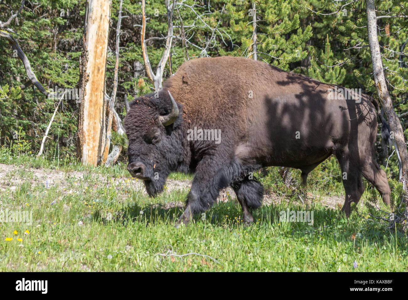 American Bison (Buffalo) in Yellowstone National Park, Wyoming, USA ...