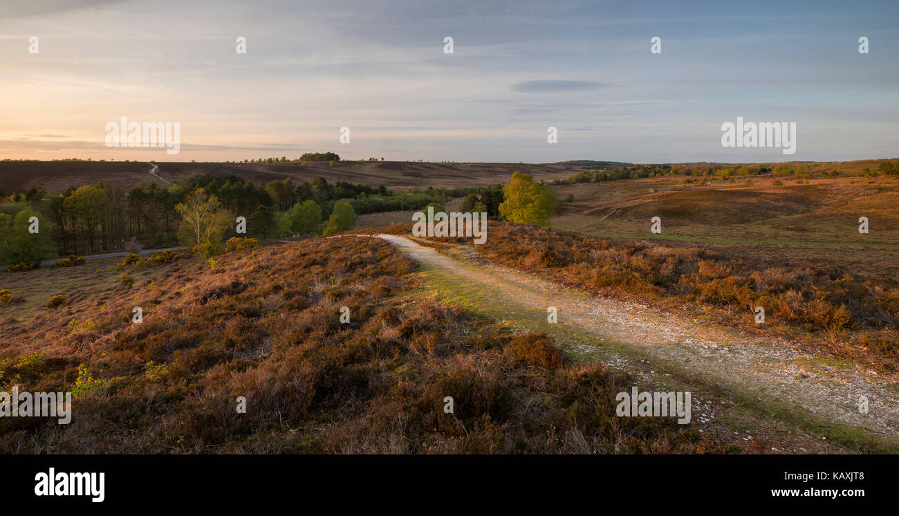 Rcokford Common in the New Forest at sunset Stock Photo - Alamy