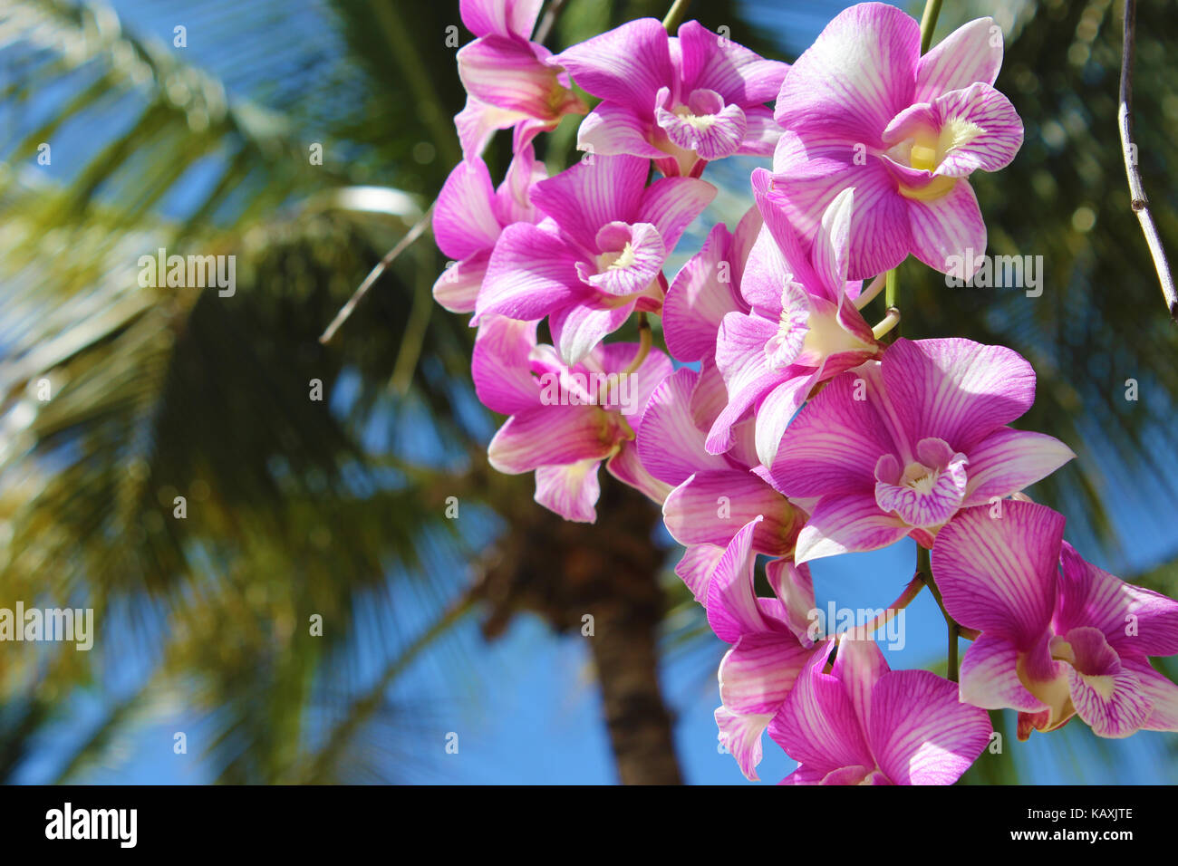Flowers of Bayahibe Stock Photo - Alamy