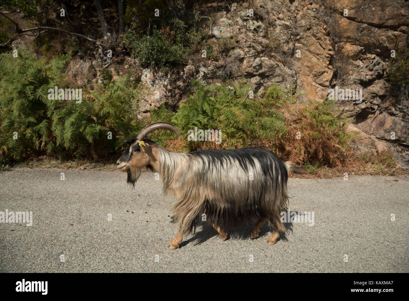 000 animals hi-res stock photography and images - Alamy