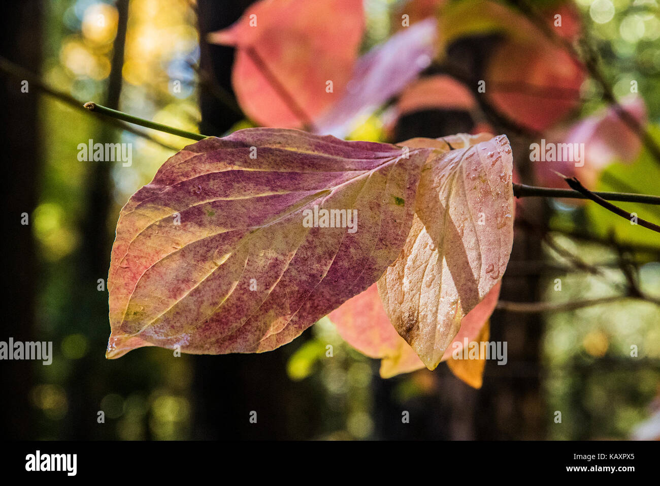 Leaves turn red on the tree at Yosemite Valley in the fall Stock Photo ...