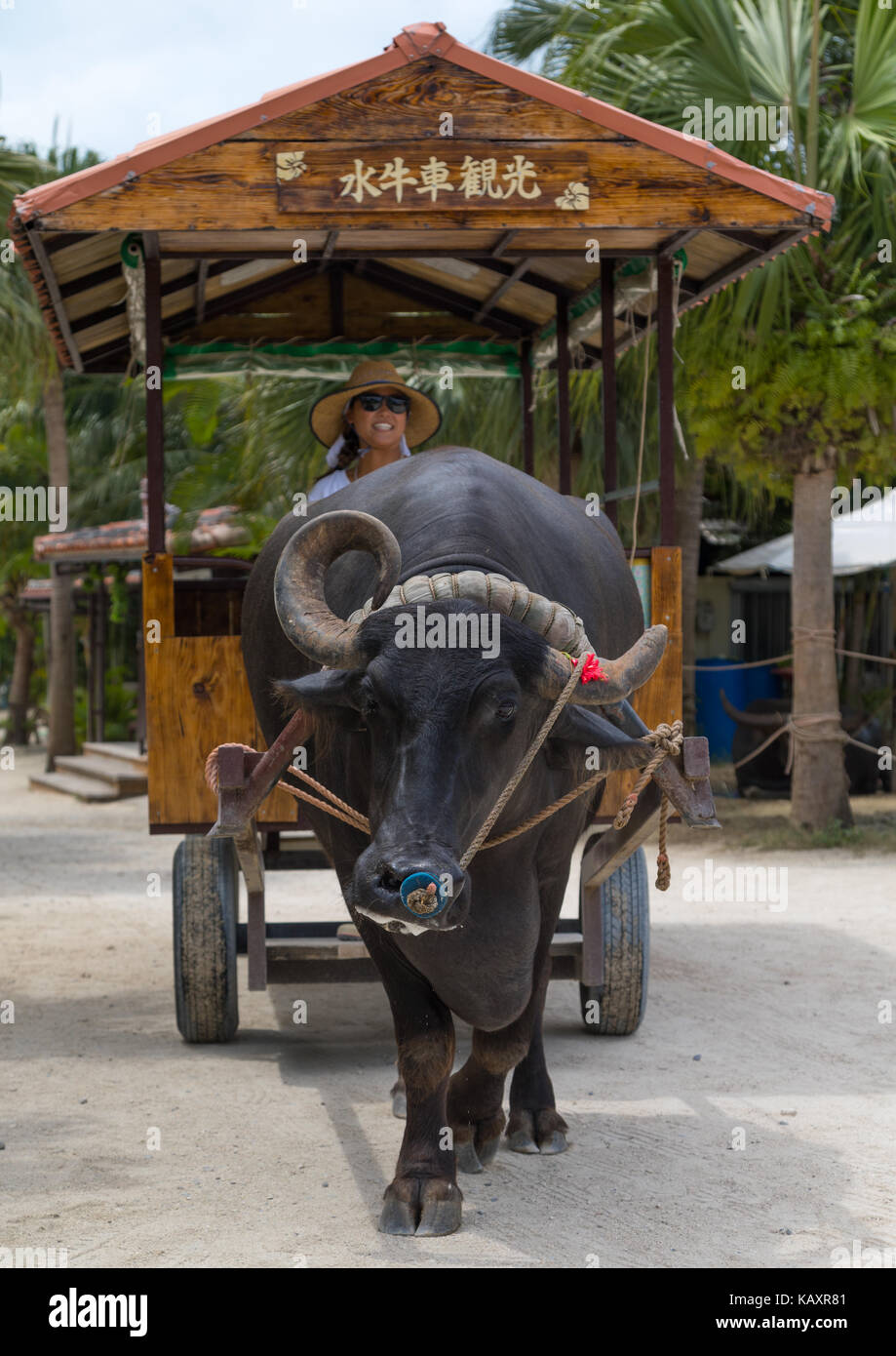 Japanese Water Buffalo High Resolution Stock Photography and Images - Alamy