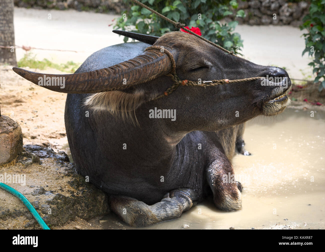 Japan water buffalo hi-res stock photography and images - Alamy