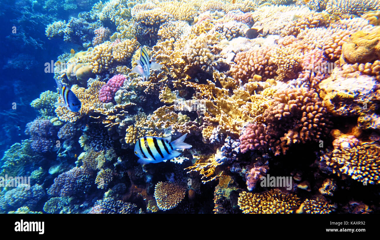 Tropical fish and colorful coral reef underwater Stock Photo - Alamy