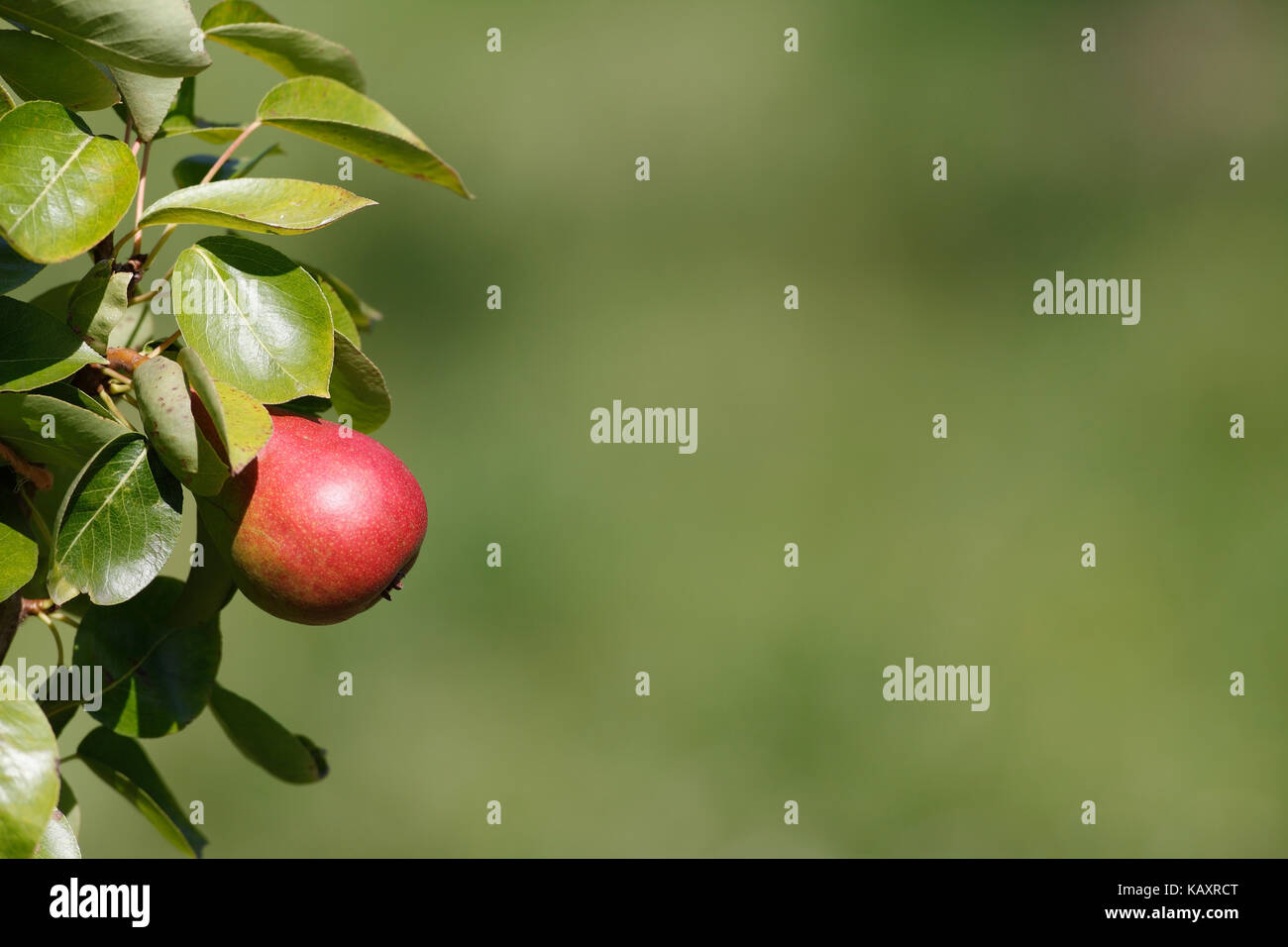 Pear on pear tree Stock Photo - Alamy