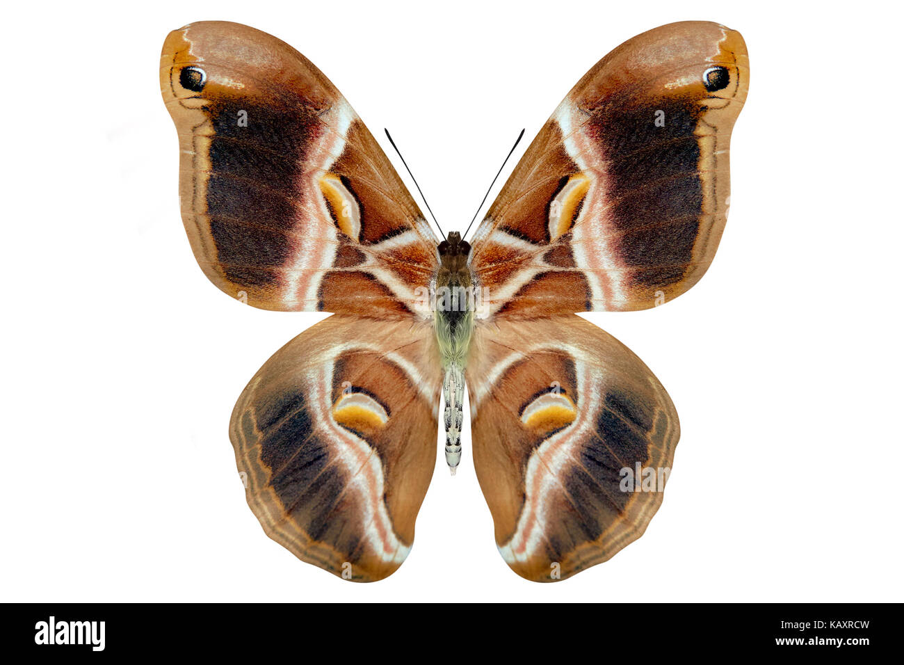 beautiful butterfly isolated on a white Stock Photo - Alamy