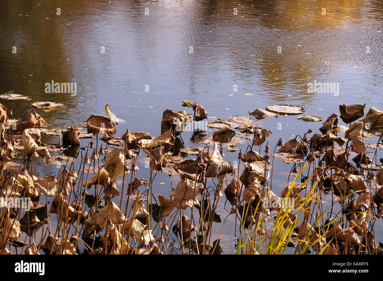 Dividers of paths in the big outdoor swimming pool Stock Photo - Alamy
