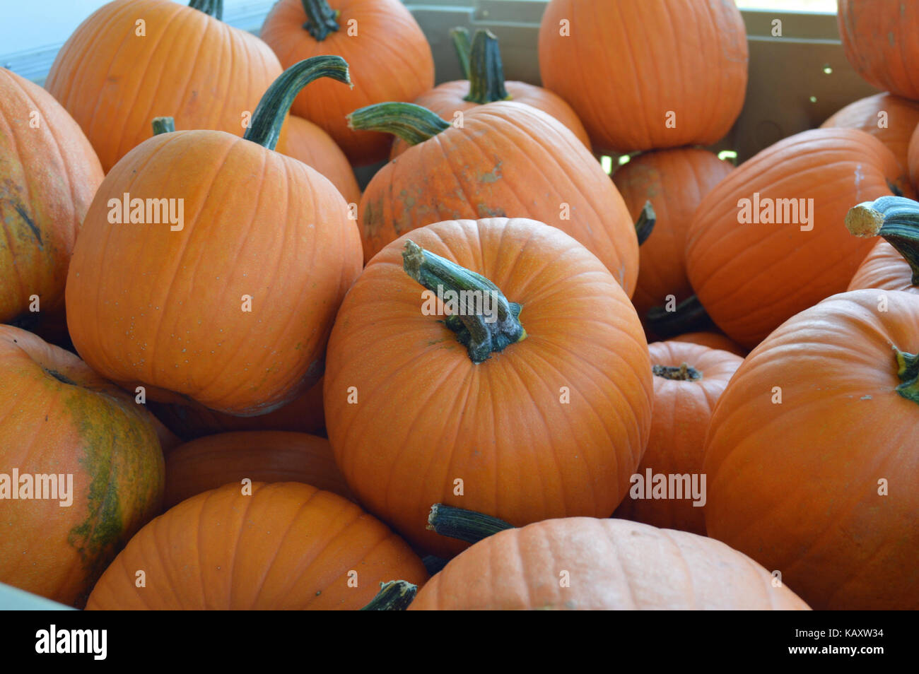 Country store with pumpkins hi-res stock photography and images - Alamy