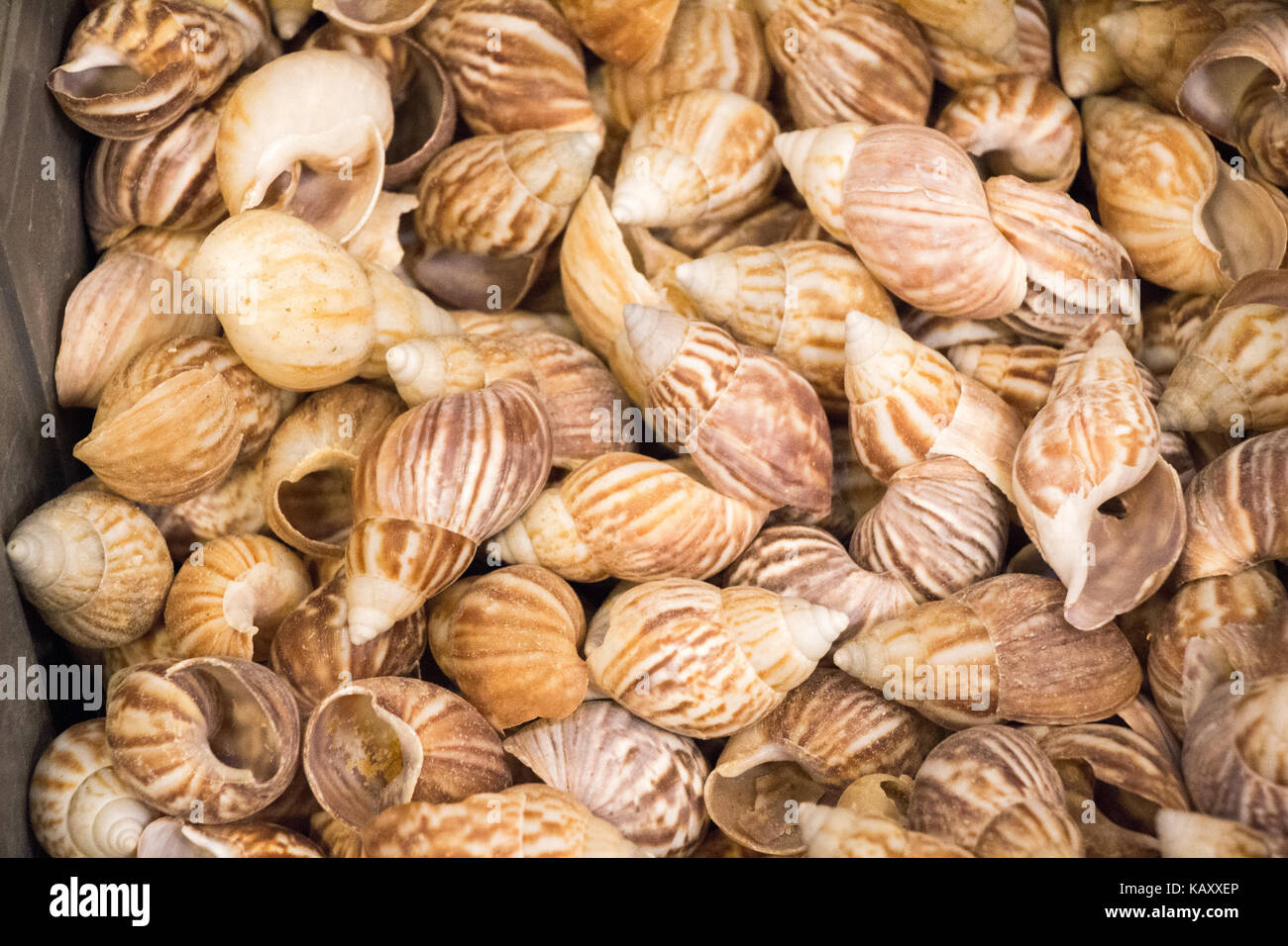 Same type of sea shells collected for decorative purposes Stock Photo ...