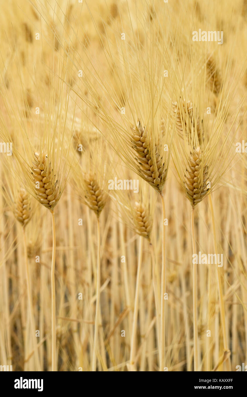Rice field with young ears in Hotaka, Japan Stock Photo - Alamy