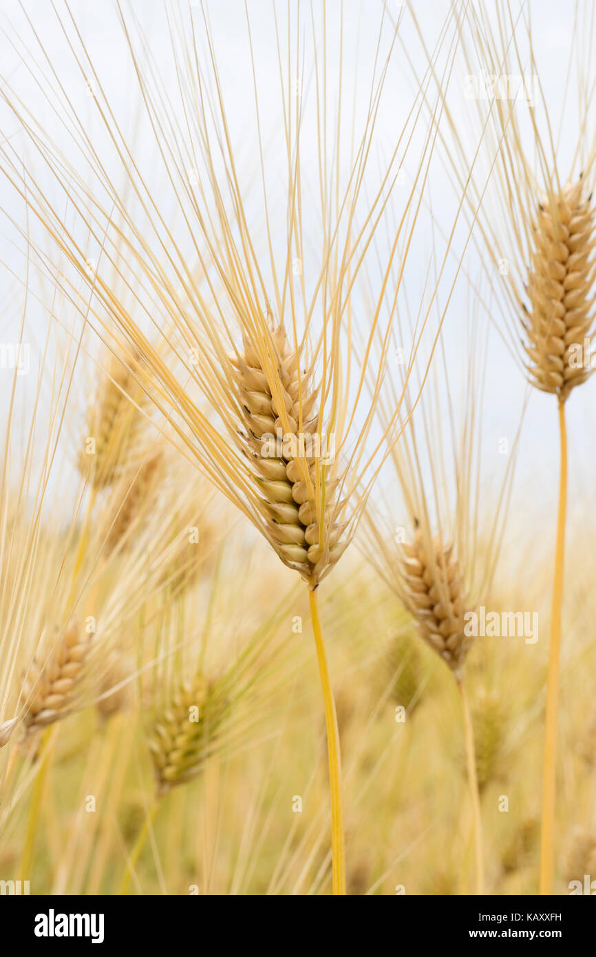 Rice field with young ears close up in Hotaka, Japan Stock Photo - Alamy