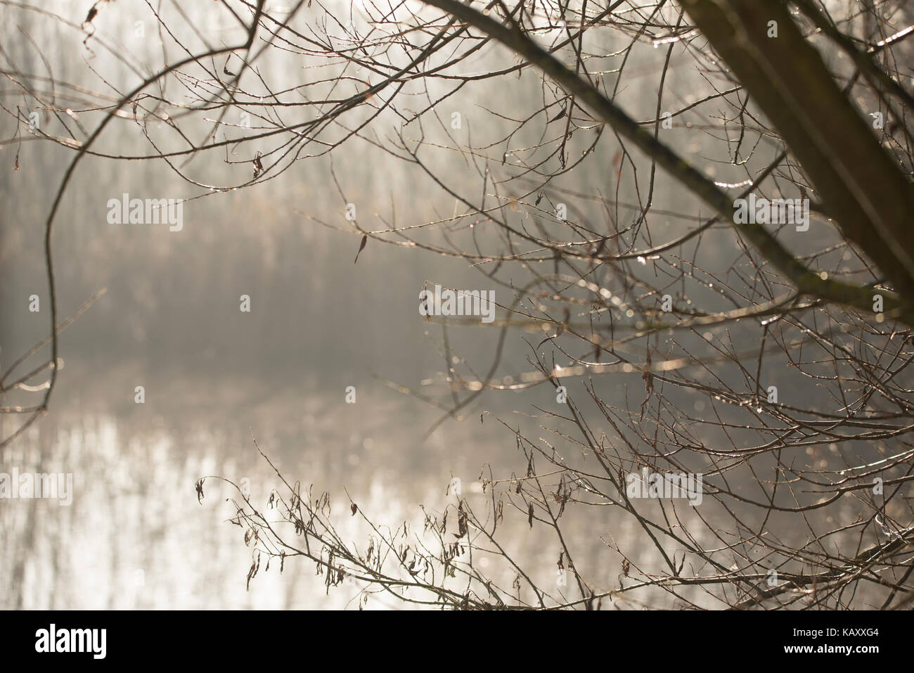 Early morning scene Stock Photo - Alamy