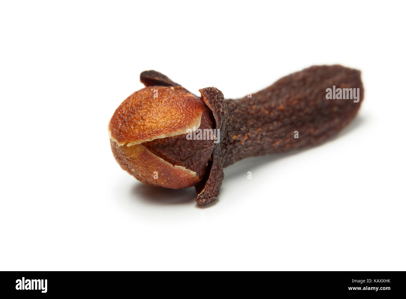 Single clove close up on white background Stock Photo - Alamy