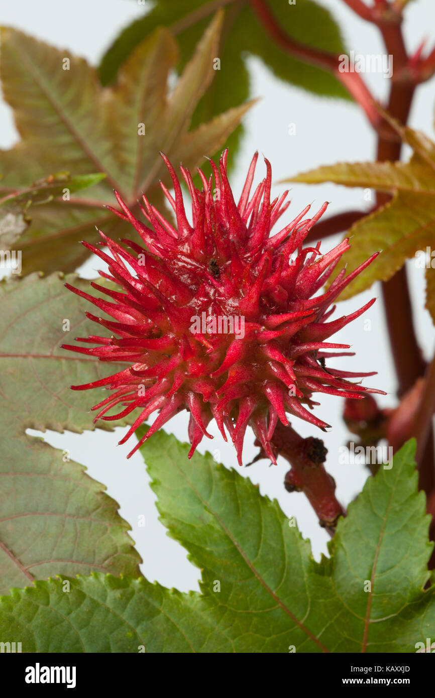 Castor seed hi-res stock photography and images - Alamy