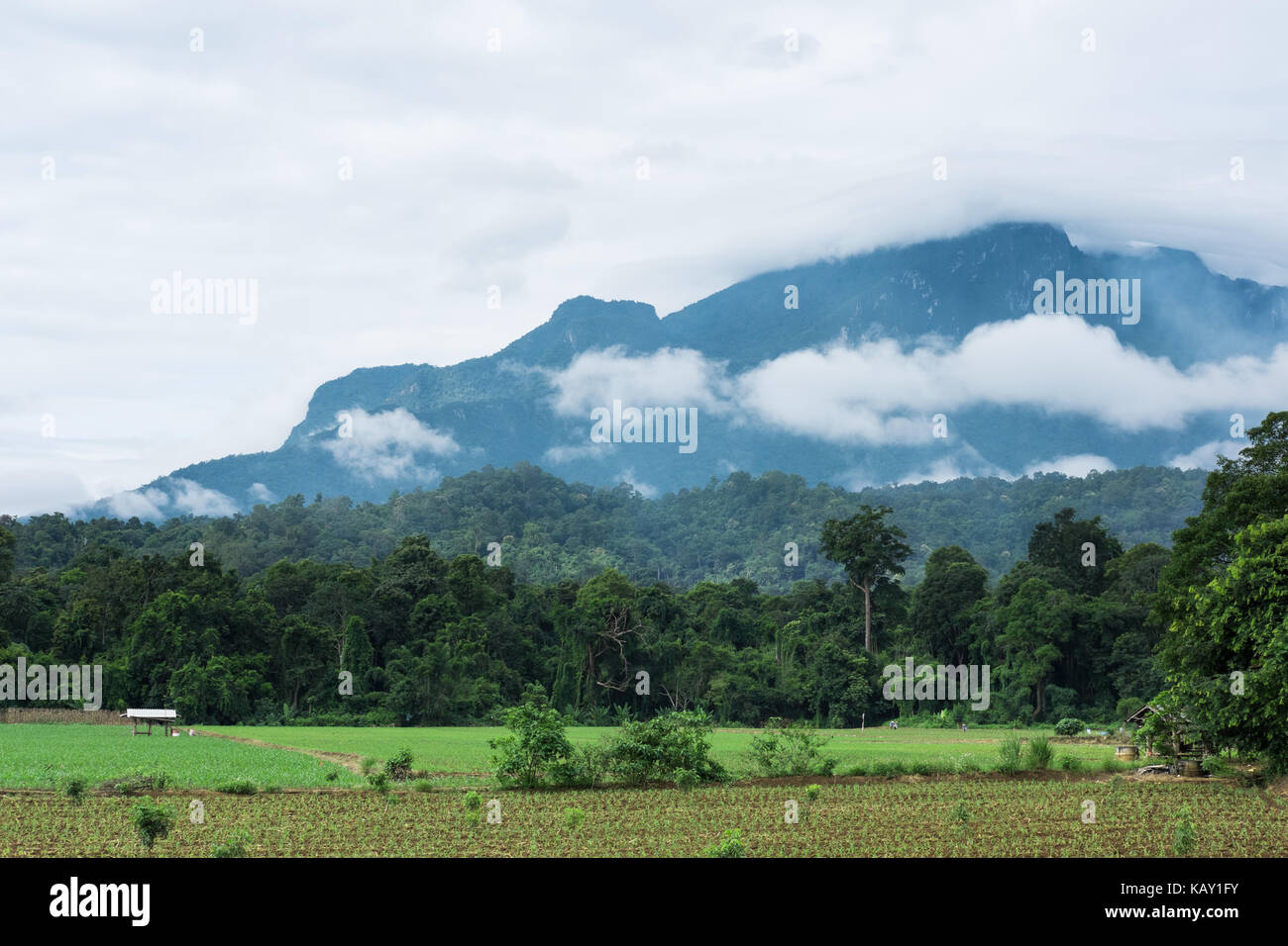 corn plantation in field at hillside. maize cultivation in agriculture ...