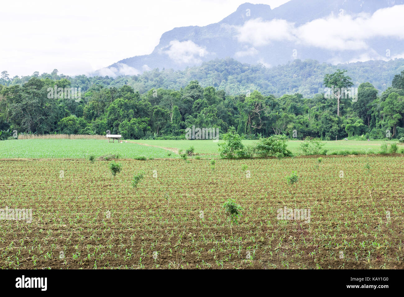 corn plantation in field at hillside. maize cultivation in agriculture ...