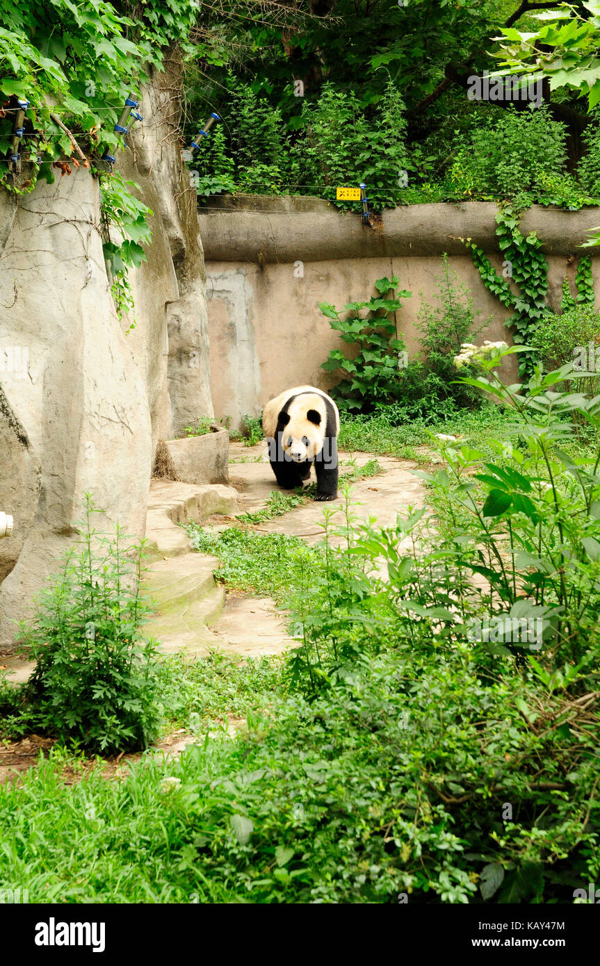 Giant panda at the Chengdu Research Base of Giant Panda Breeding ...