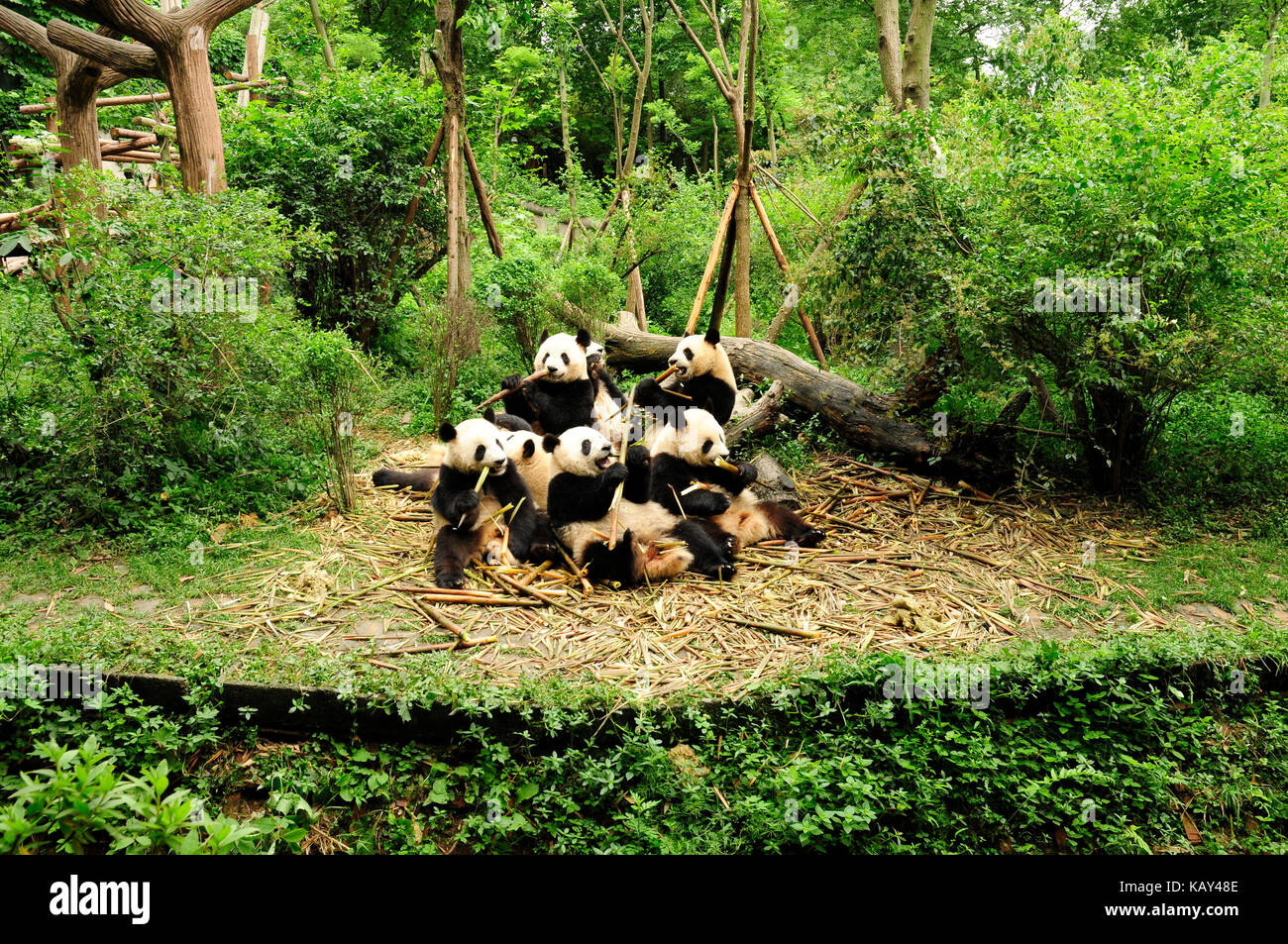Giant pandas eating bamboo at the Chengdu Research Base of Giant Panda ...