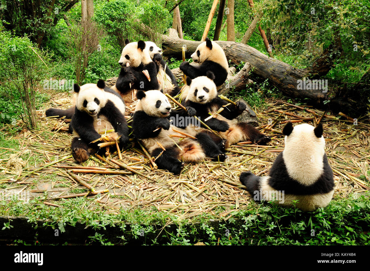 Pandas Captive Breeding High Resolution Stock Photography and Images ...