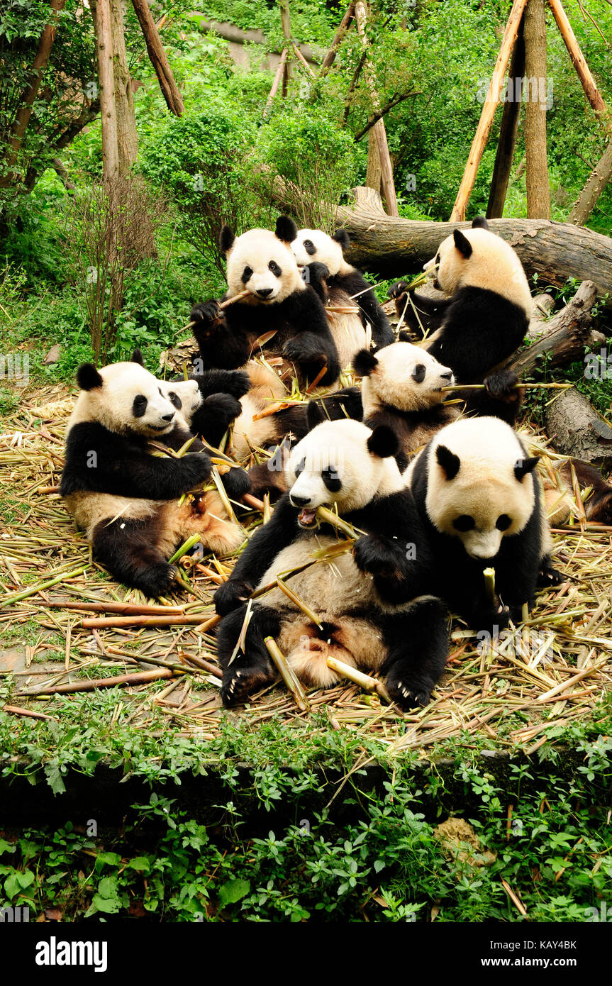 Giant pandas eating bamboo at the Chengdu Research Base of Giant Panda ...