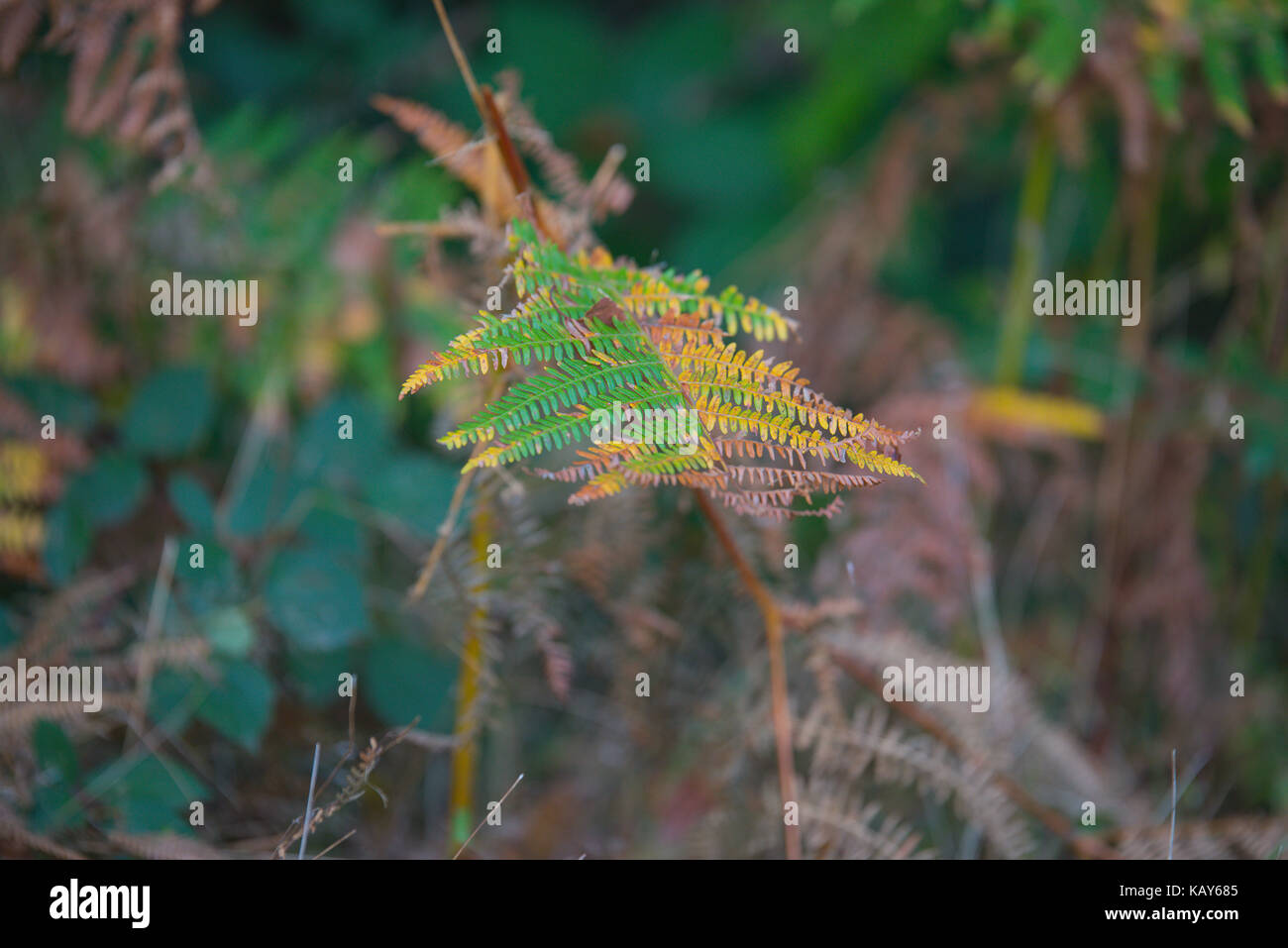 lichen flower in forest Stock Photo - Alamy