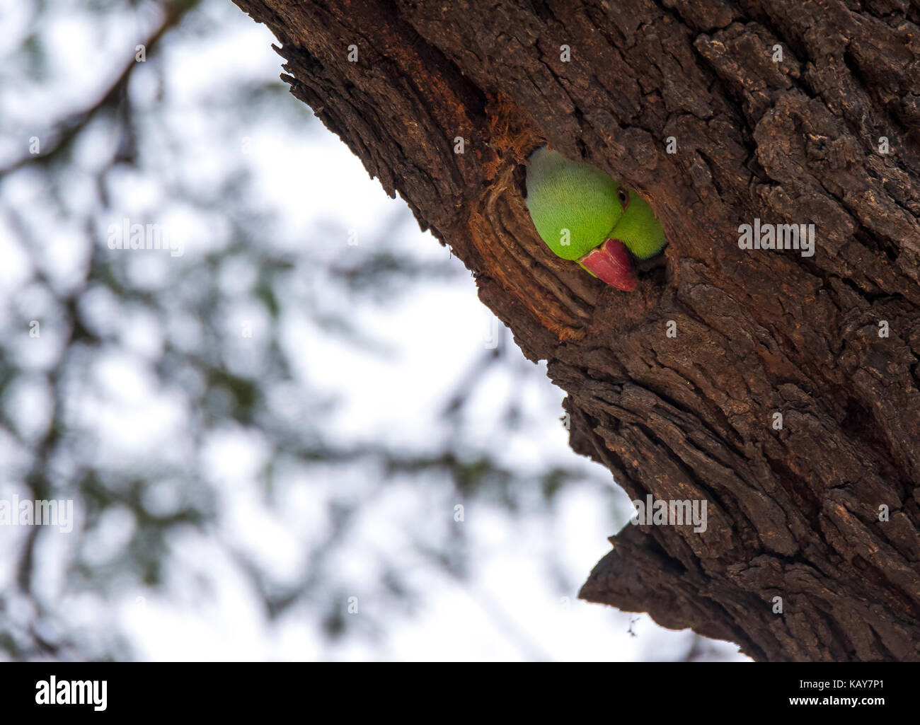 Bird Peeking Bird In Hole High Resolution Stock Photography and Images ...