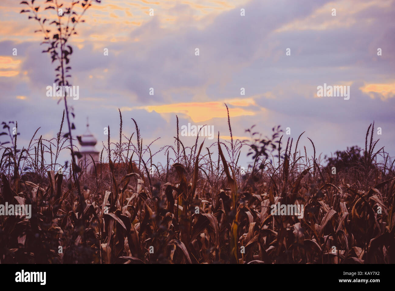 Scary Corn Field Stock Photos & Scary Corn Field Stock Images - Alamy