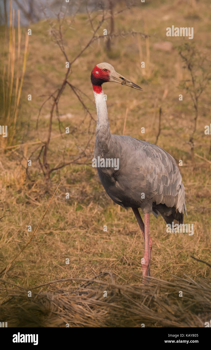 Pair of sarus crane hi-res stock photography and images - Alamy