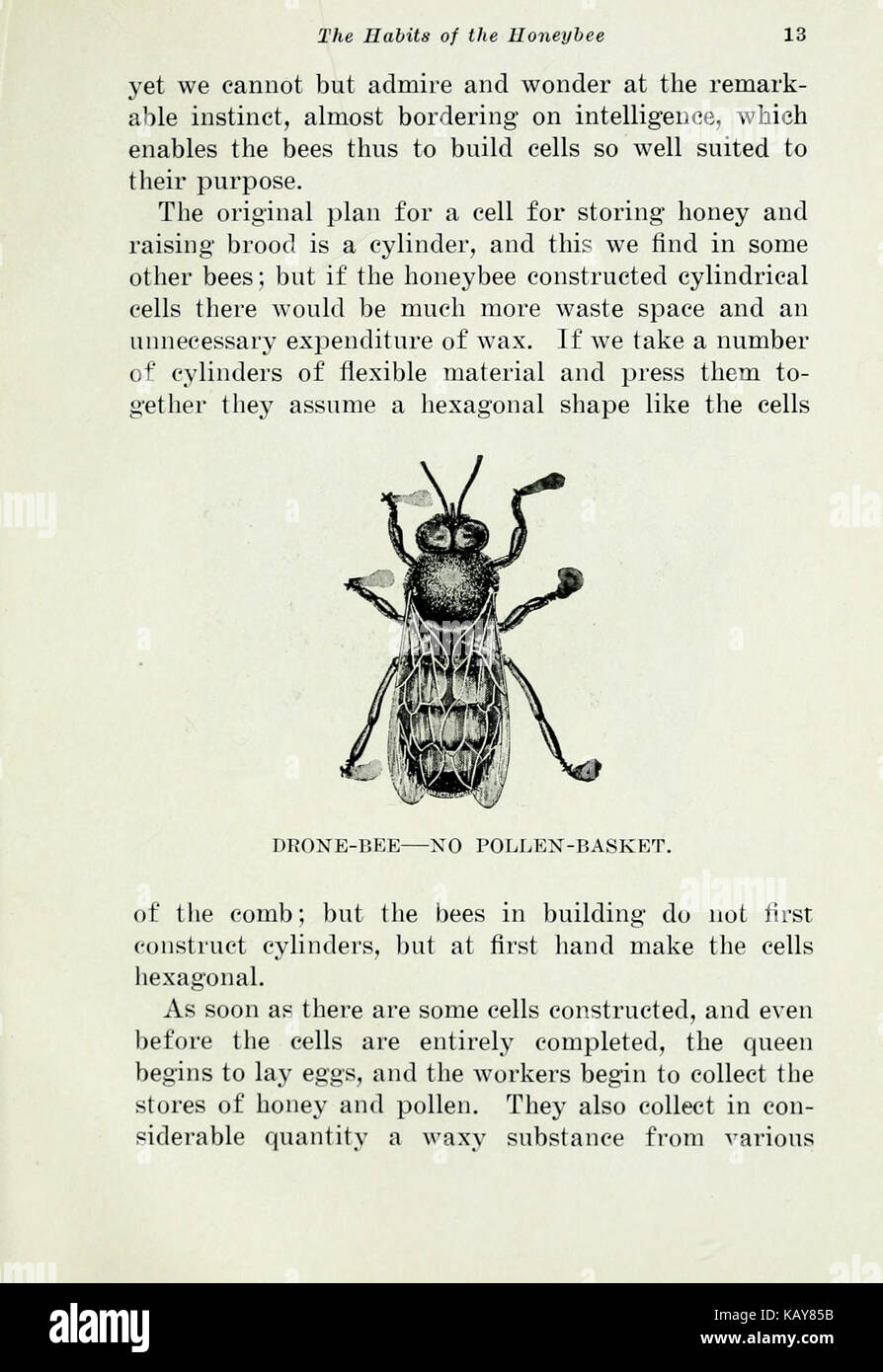 The book 'The Habits of the Honeybee' details the behaviors and ...