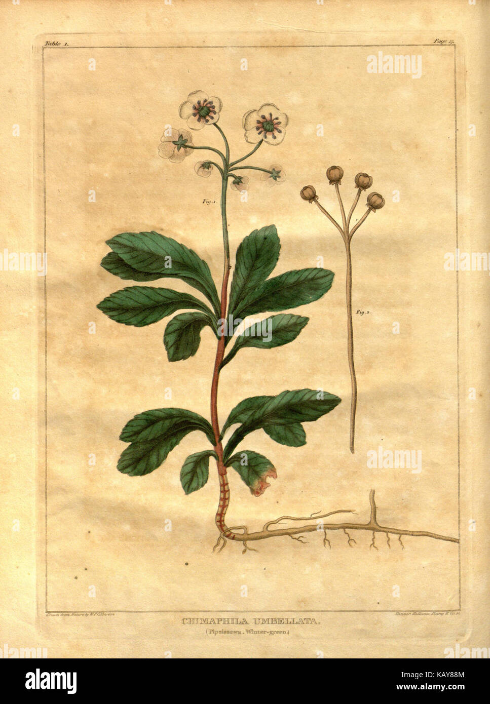 Vegetable materia medica of the United States, or, Medical botany ...