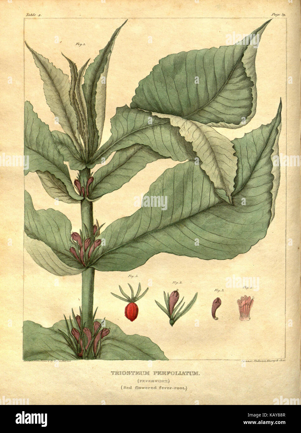 Vegetable materia medica of the United States, or, Medical botany ...