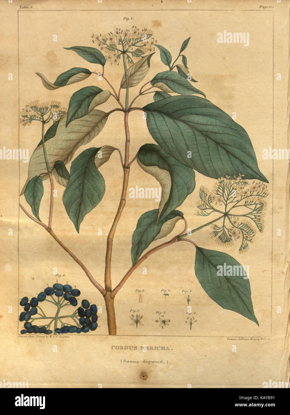 Vegetable materia medica of the United States, or, Medical botany ...