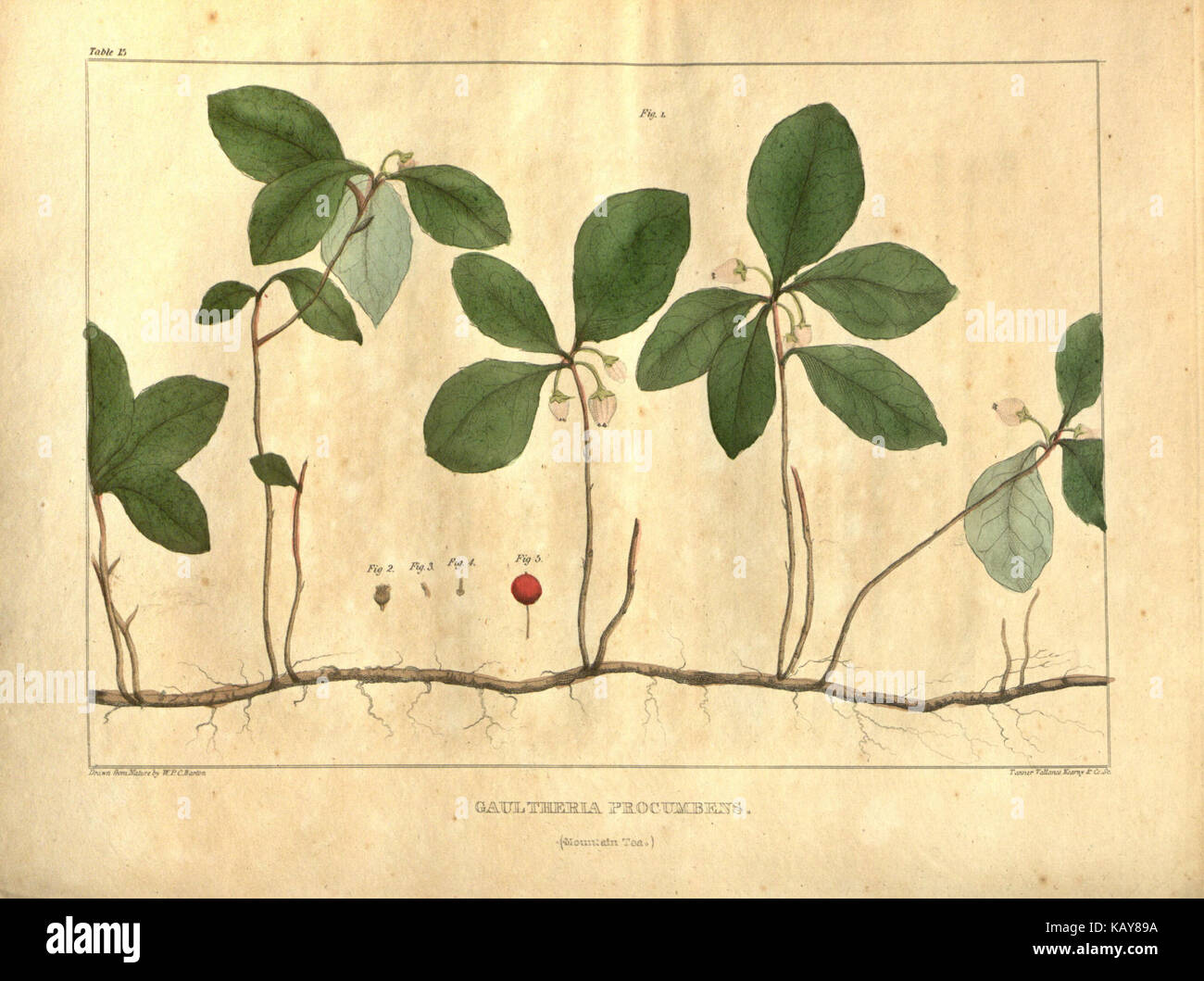 Vegetable materia medica of the United States, or, Medical botany ...