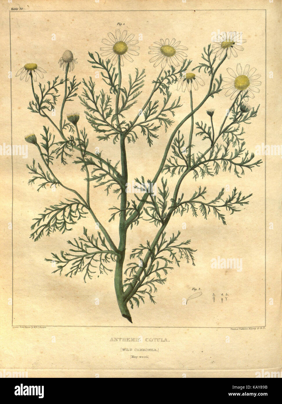 Botany medical materia medica vegetable materia medica hi-res stock ...