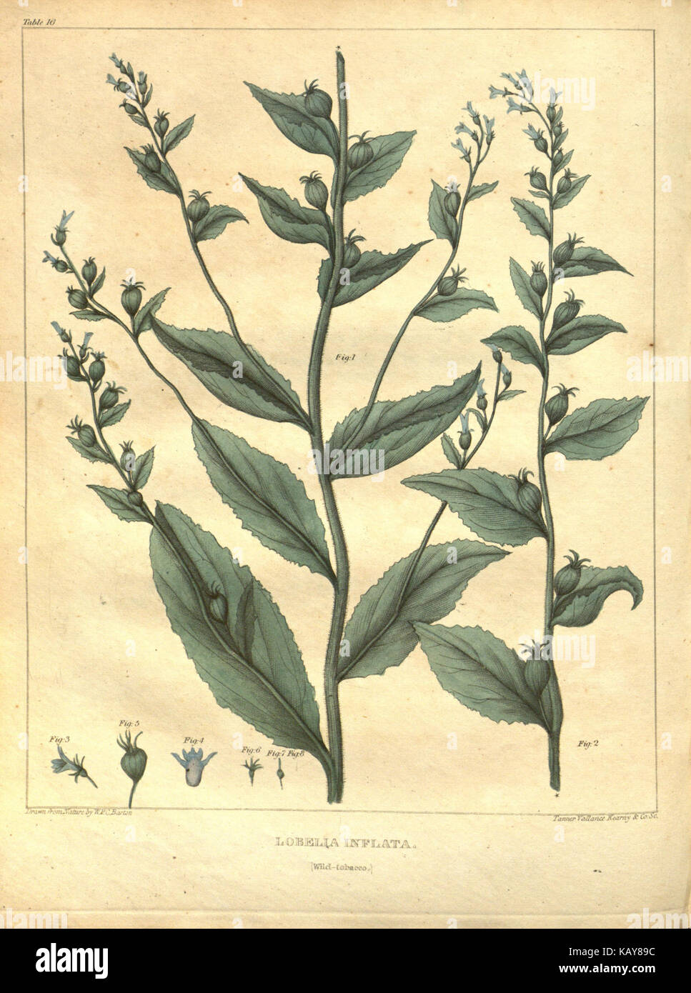 Vegetable materia medica of the United States, or, Medical botany ...
