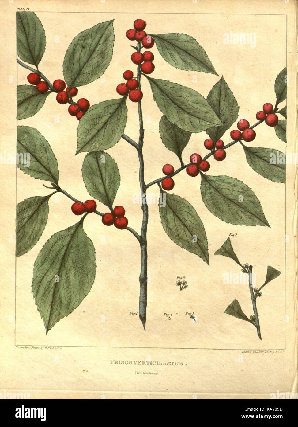 Botany medical materia medica vegetable materia medica hi-res stock ...