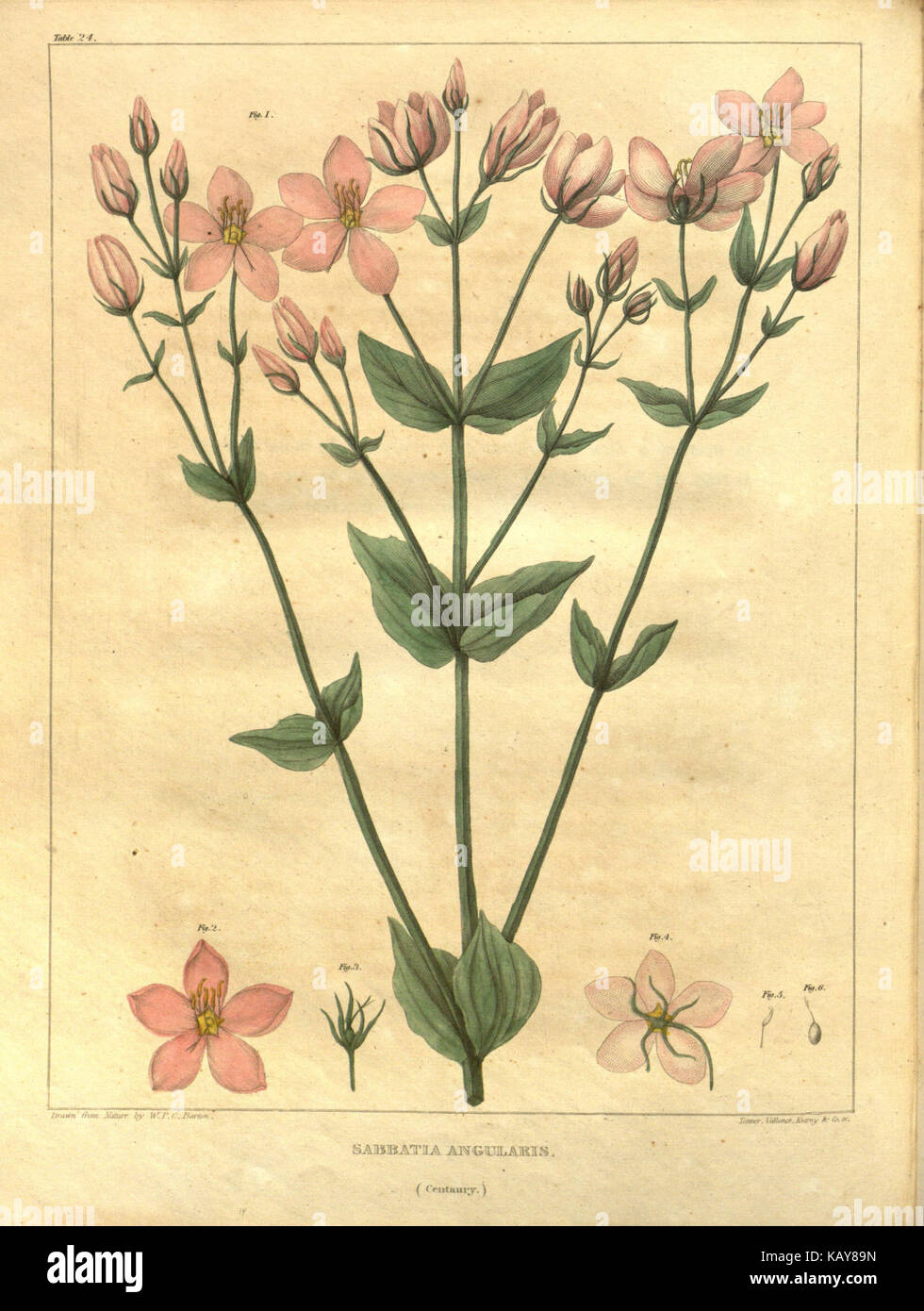 Vegetable materia medica of the United States, or, Medical botany ...
