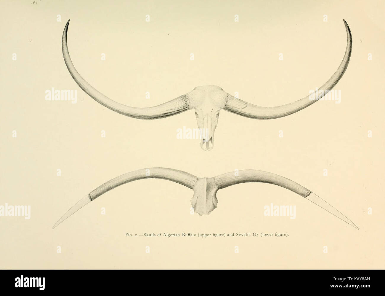 Wild oxen, sheep and goats of all lands, living and extinct (Page 21 ...