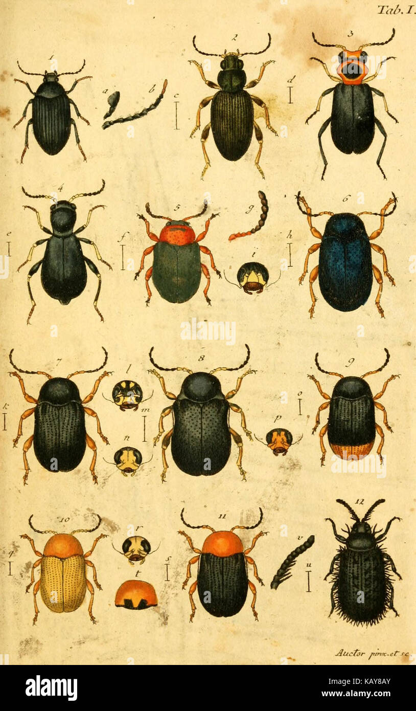 Verzeichniss meiner Insecten Sammlung (Tab. I) BHL12556498 Stock Photo ...