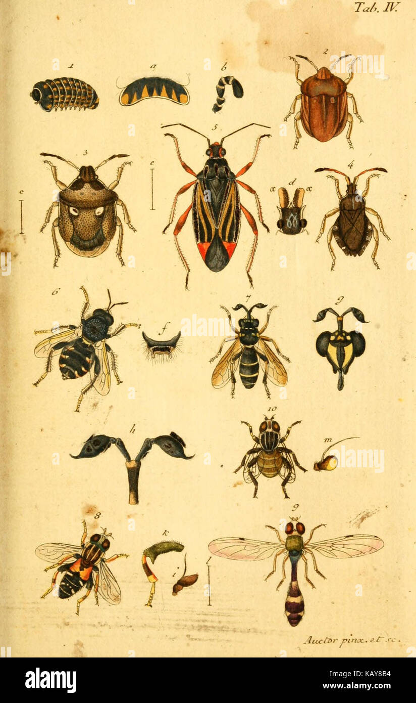 A page from the insect collection catalog, listing species and offering ...