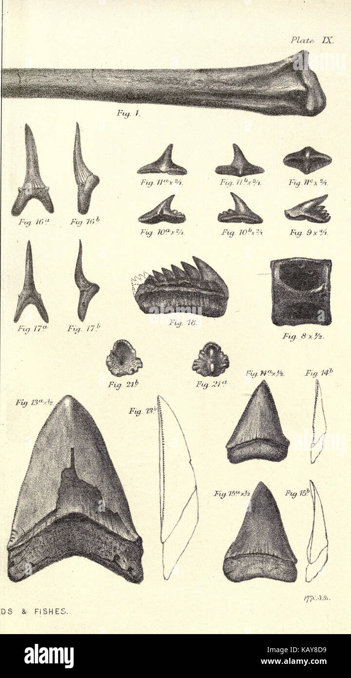 Pliocene fossils hi-res stock photography and images - Alamy