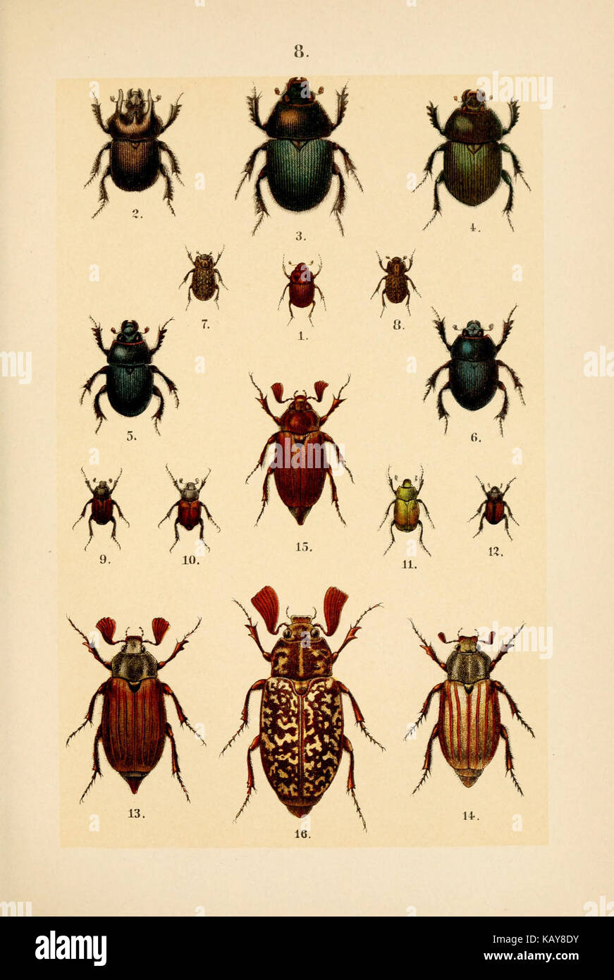 Collector insect kids hi-res stock photography and images - Alamy