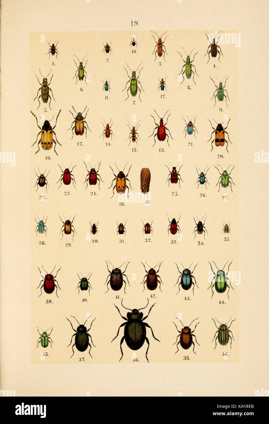 This image shows Plate 19 from *The Young Beetle Collector's Handbook ...