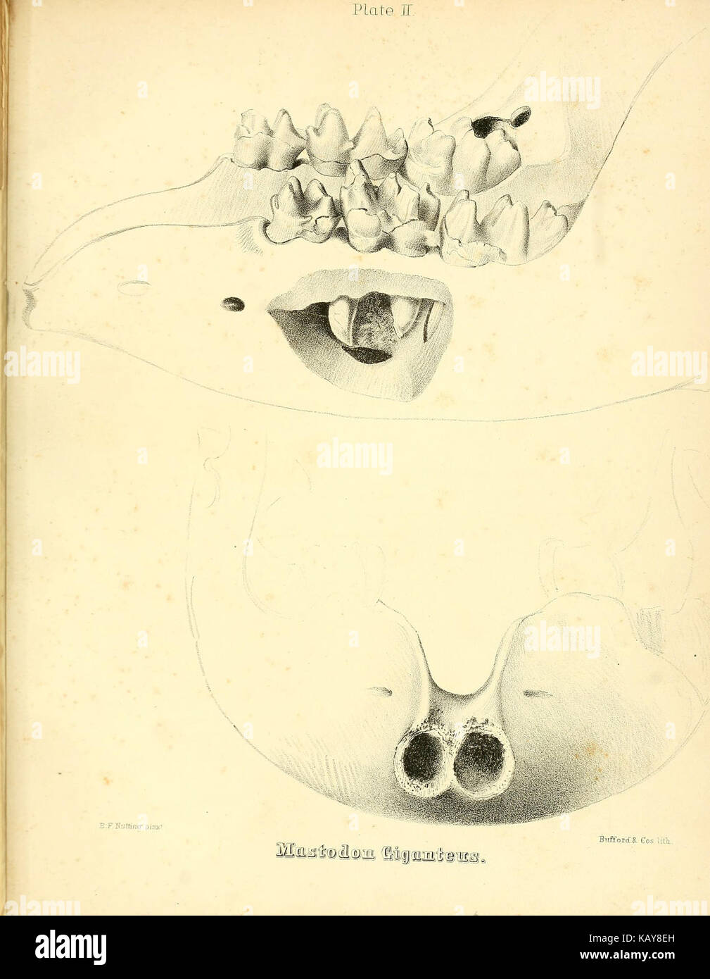 'The Mastodon giganteus of North America' is a historical illustration ...