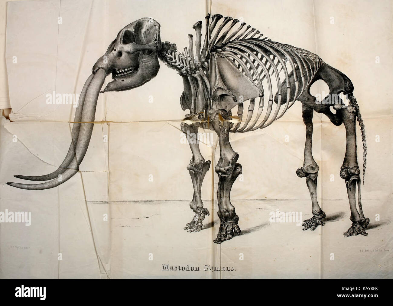 The Mastodon giganteus of North America (Plate XXVII) BHL40681510 Stock ...