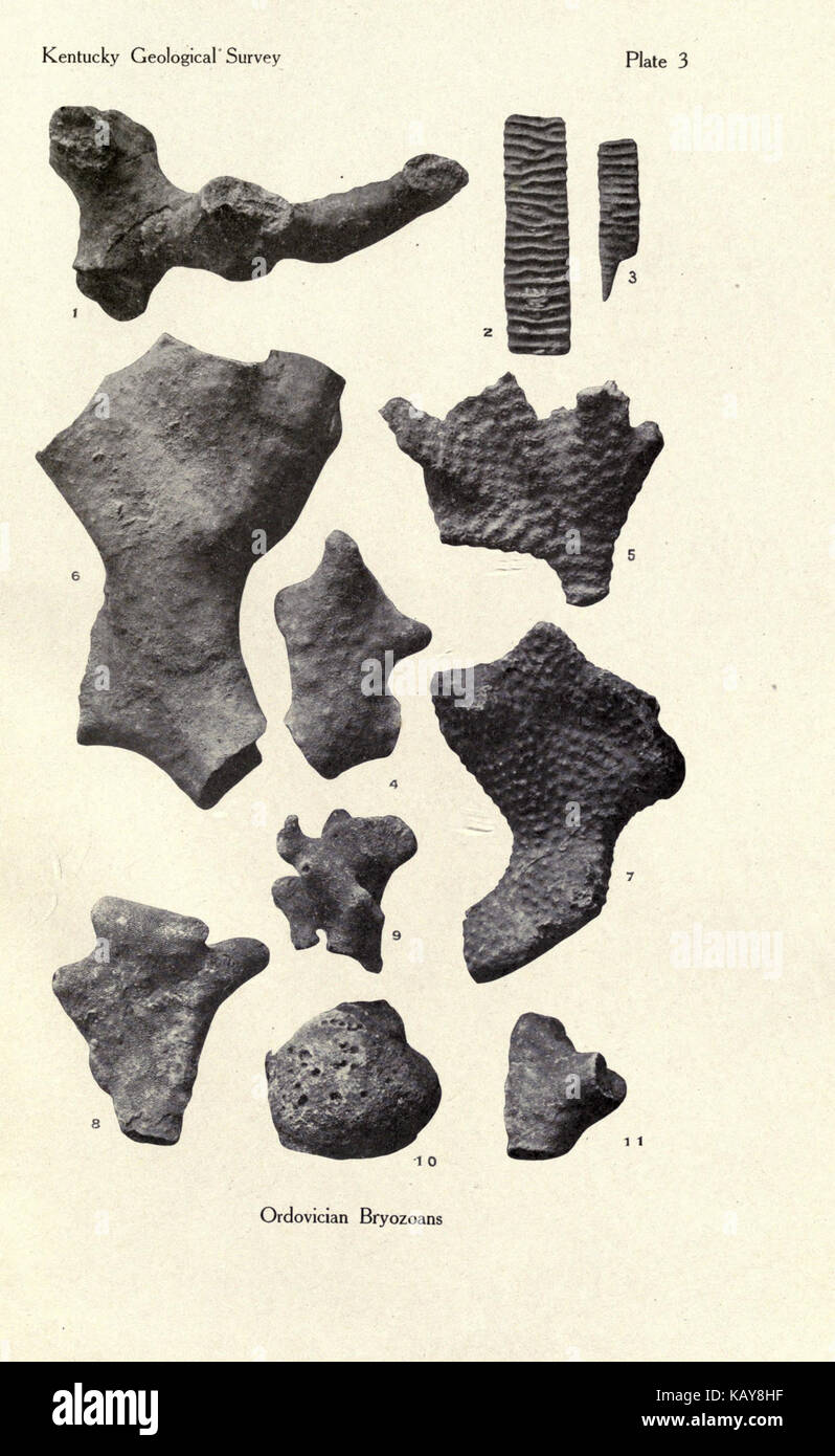 The upper Ordovician rocks of Kentucky and their bryozoa BHL22650345 ...