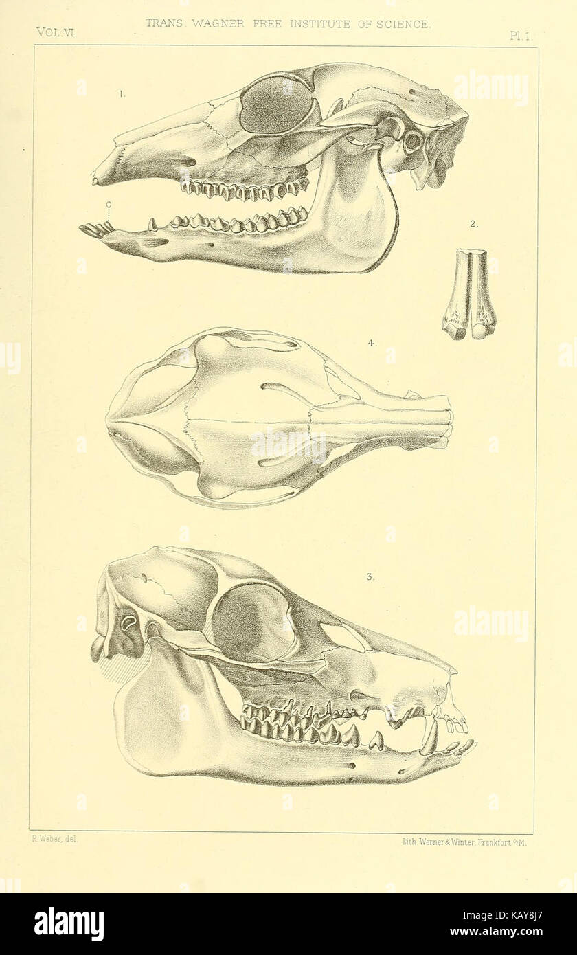 The selenodont artiodactyls of the Uinta Eocene (Plate I) BHL40581365 ...